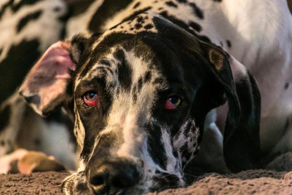 Pourquoi mon chien a les yeux rouges - 10 CAUSES, TRAITEMENT + VIDÉO