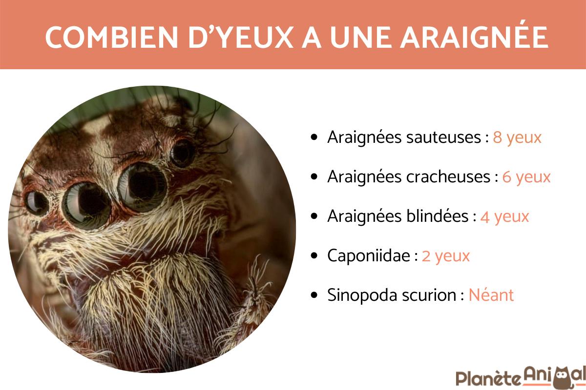 COMBIEN D'YEUX A UNE ARAIGNÉE et comment voit-elle