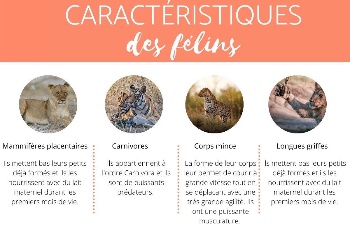 Listes des félins - 41 ESPÈCES avec PHOTOS