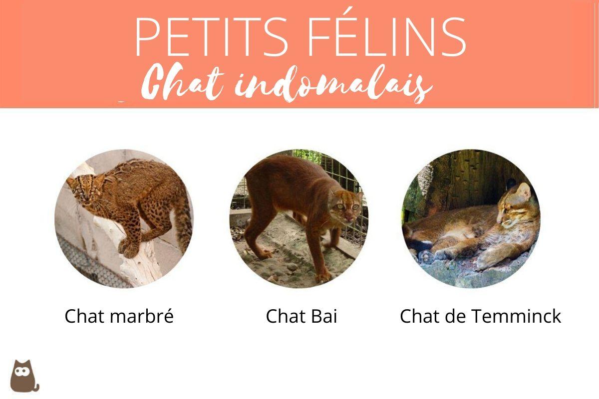 Listes des félins - 41 ESPÈCES avec PHOTOS