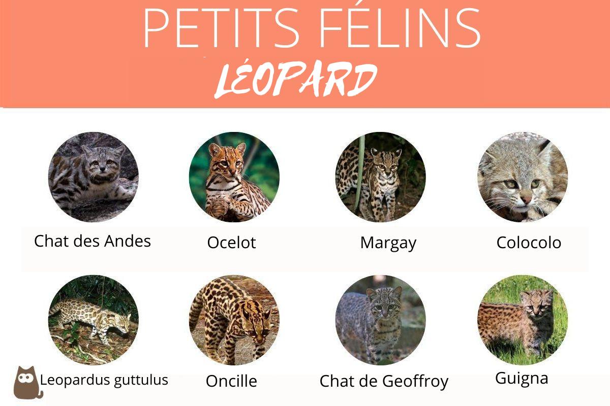 Listes des félins - 41 ESPÈCES avec PHOTOS
