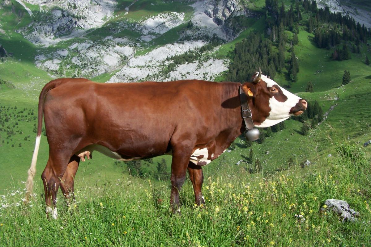 RACES DE VACHES FRANÇAISES - PHOTOS et caractéristiques