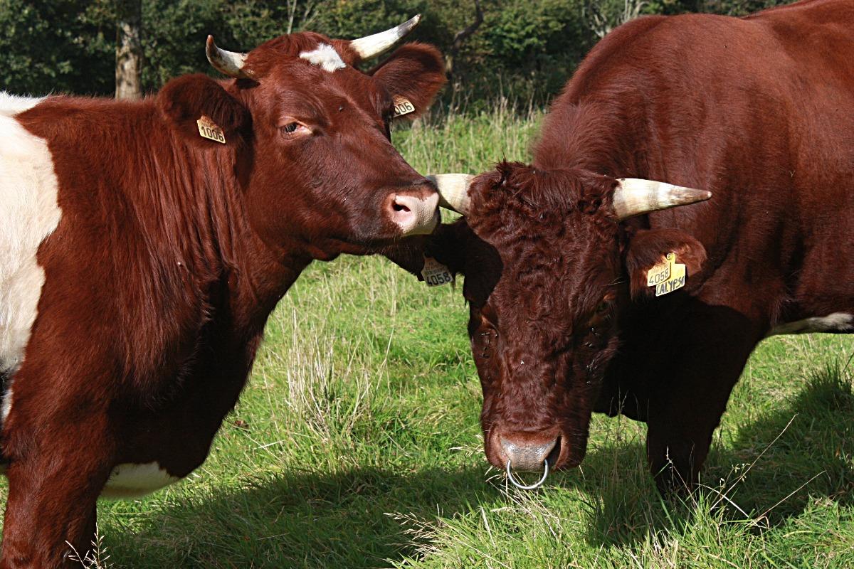 RACES DE VACHES FRANÇAISES - PHOTOS et caractéristiques