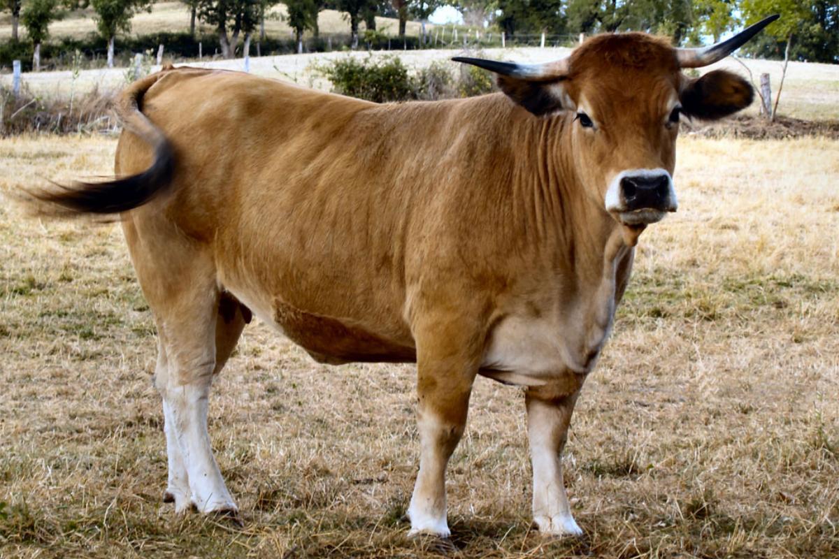 RACES DE VACHES FRANÇAISES - PHOTOS et caractéristiques