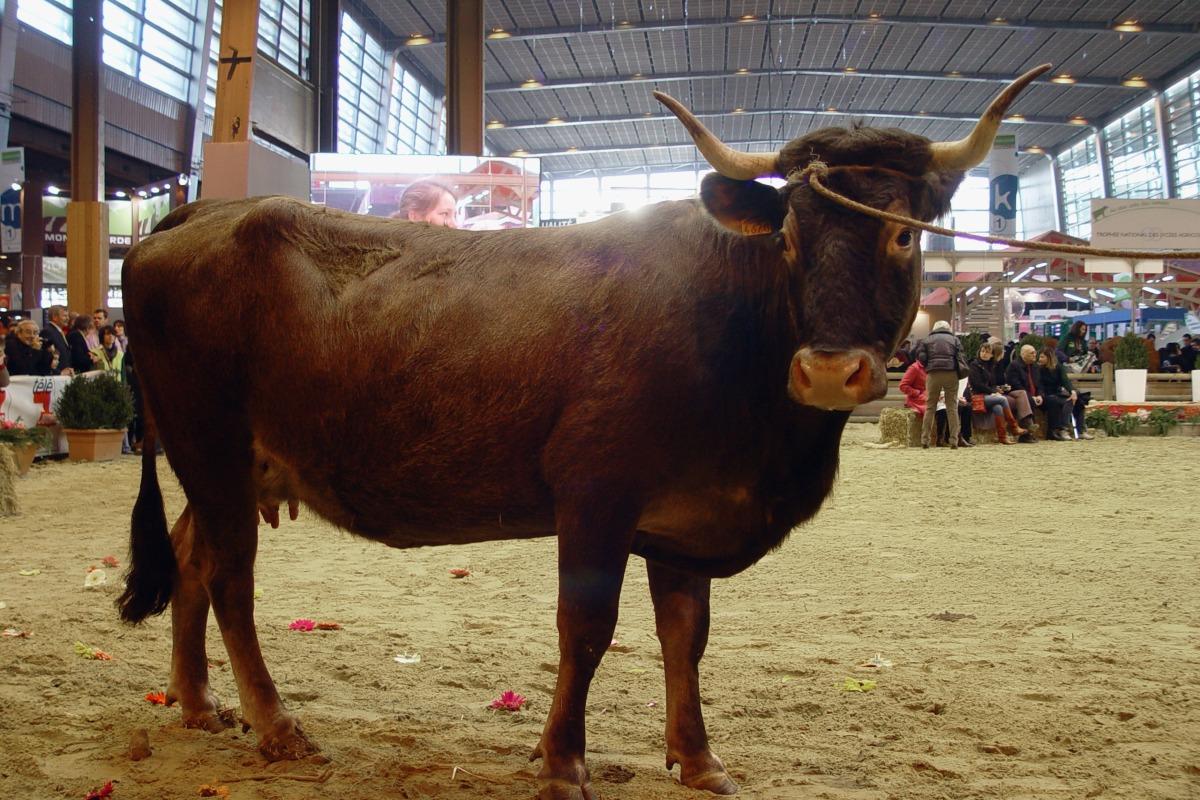 RACES DE VACHES FRANÇAISES - PHOTOS et caractéristiques