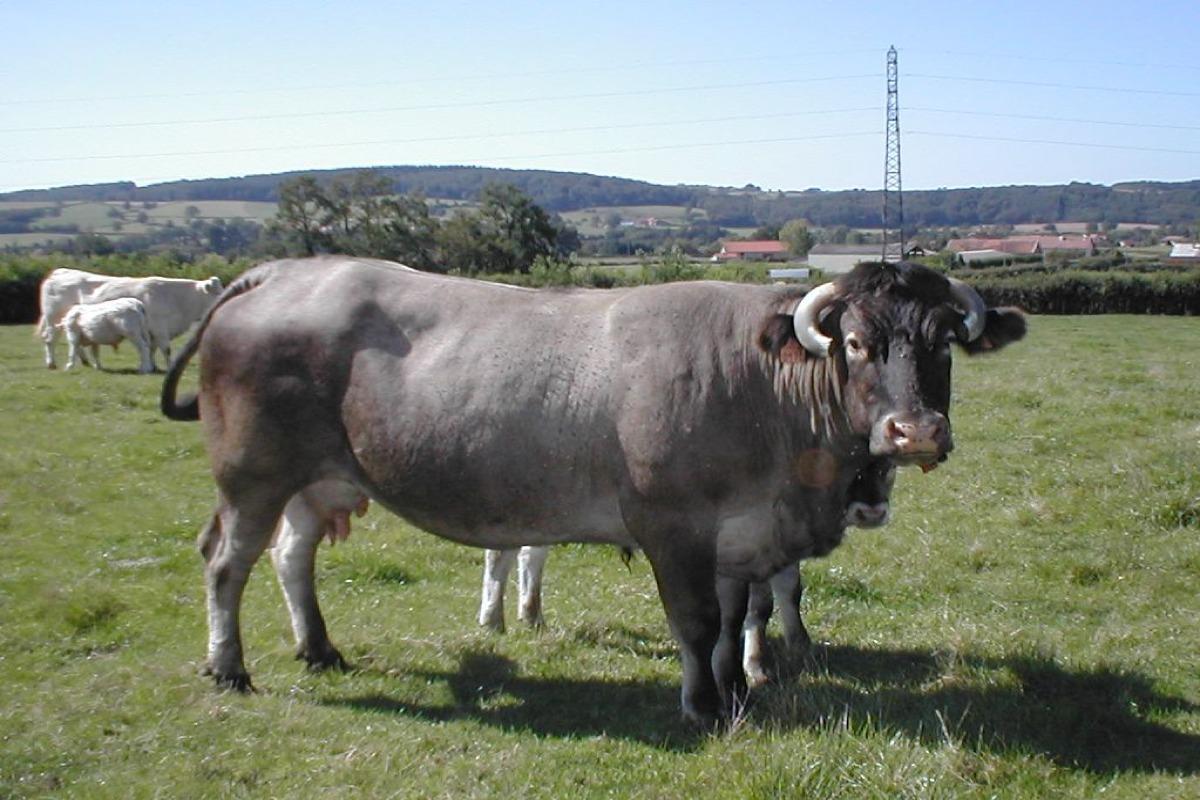 RACES DE VACHES FRANÇAISES - PHOTOS et caractéristiques