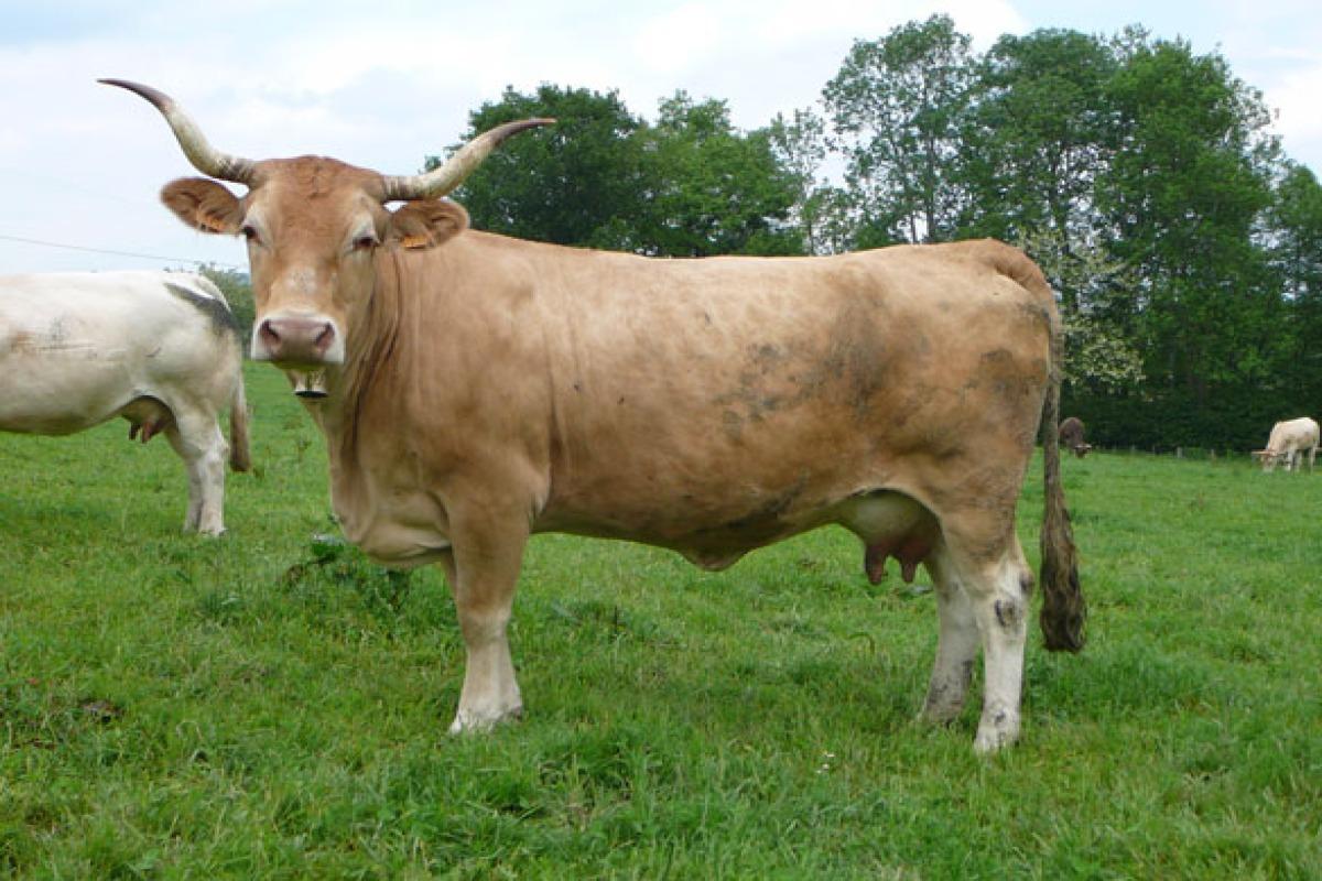 RACES DE VACHES FRANÇAISES - PHOTOS et caractéristiques