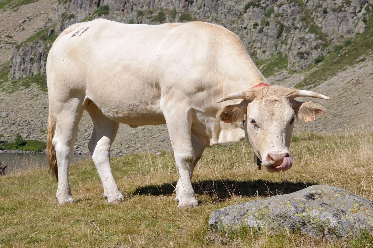 RACES DE VACHES FRANÇAISES - PHOTOS et caractéristiques