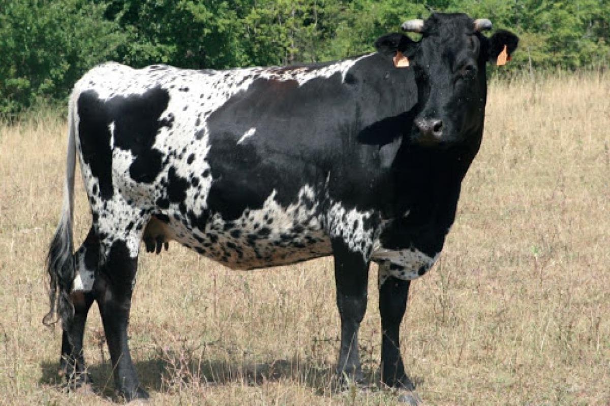 RACES DE VACHES FRANÇAISES - PHOTOS et caractéristiques