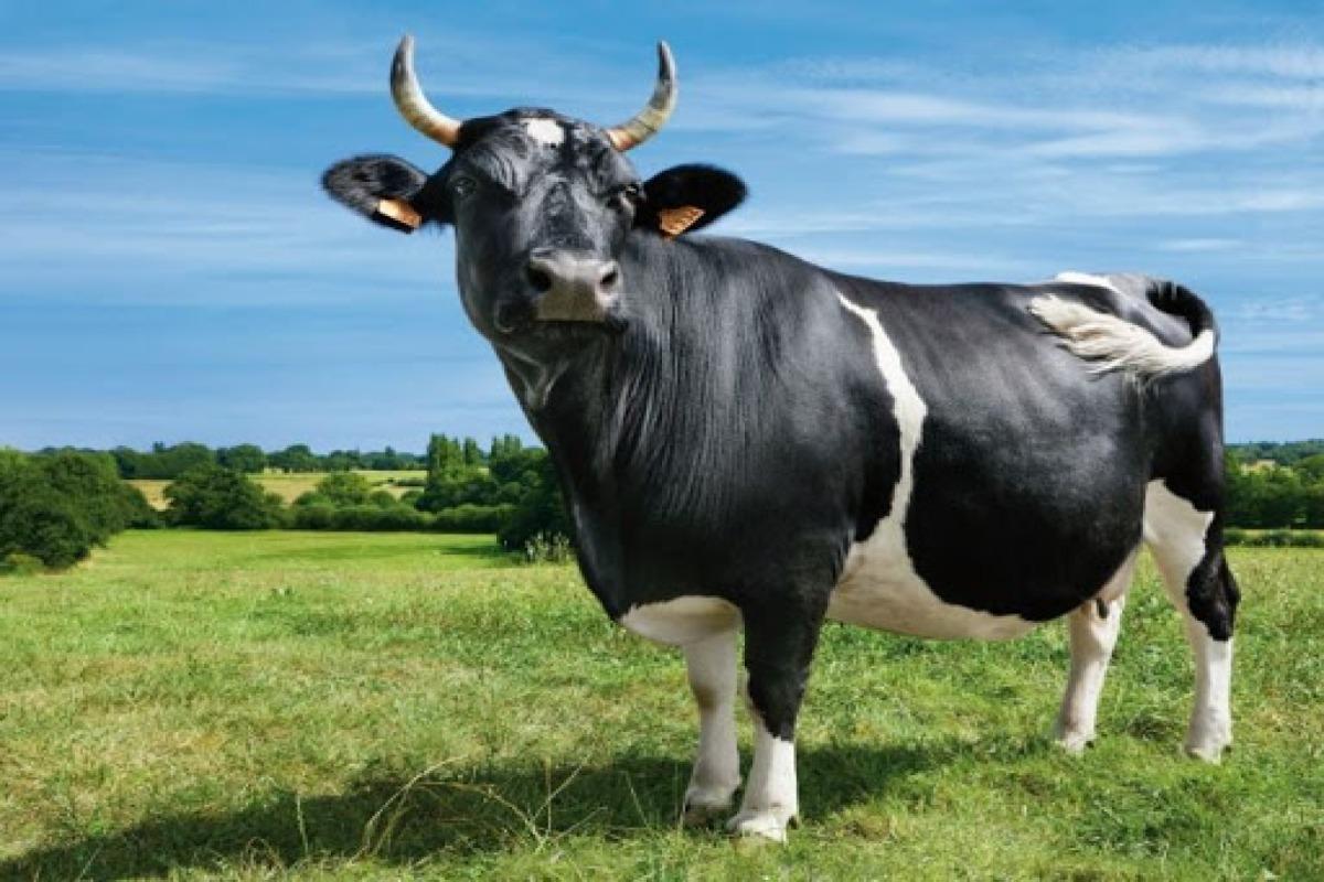 RACES DE VACHES FRANÇAISES - PHOTOS et caractéristiques