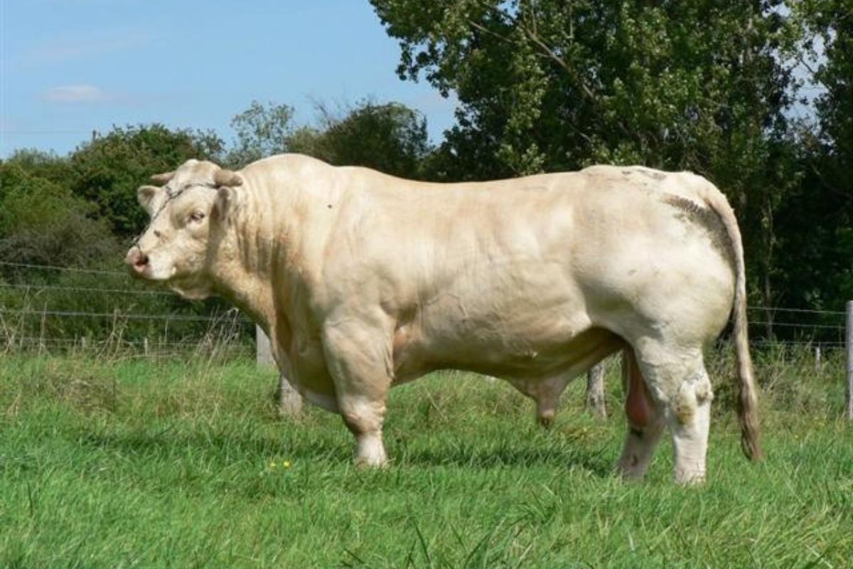 RACES DE VACHES FRANÇAISES - PHOTOS et caractéristiques