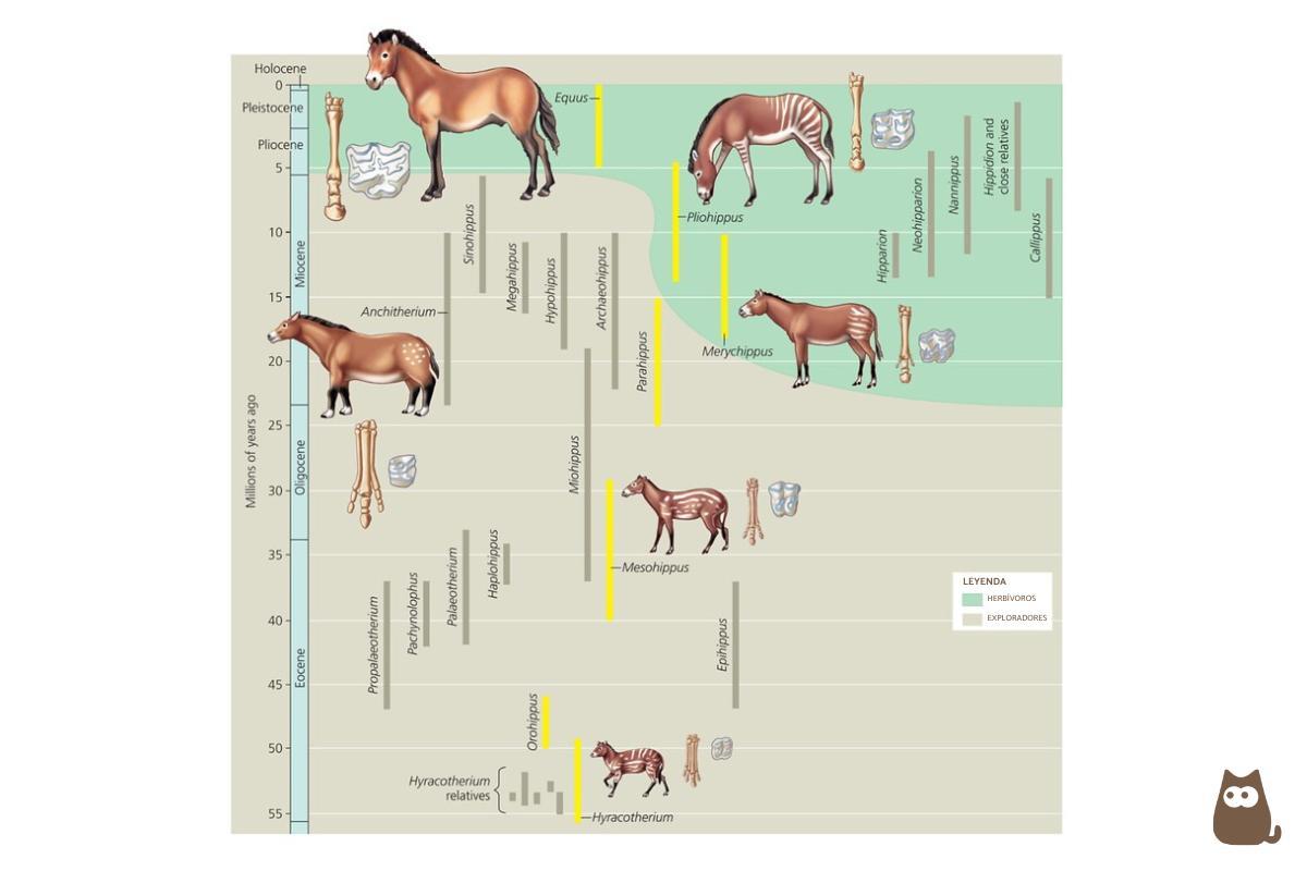 Origine et évolution du cheval