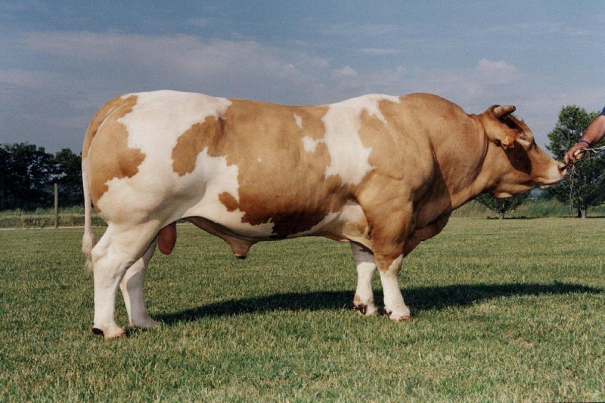 RACES DE VACHES FRANÇAISES - PHOTOS et caractéristiques