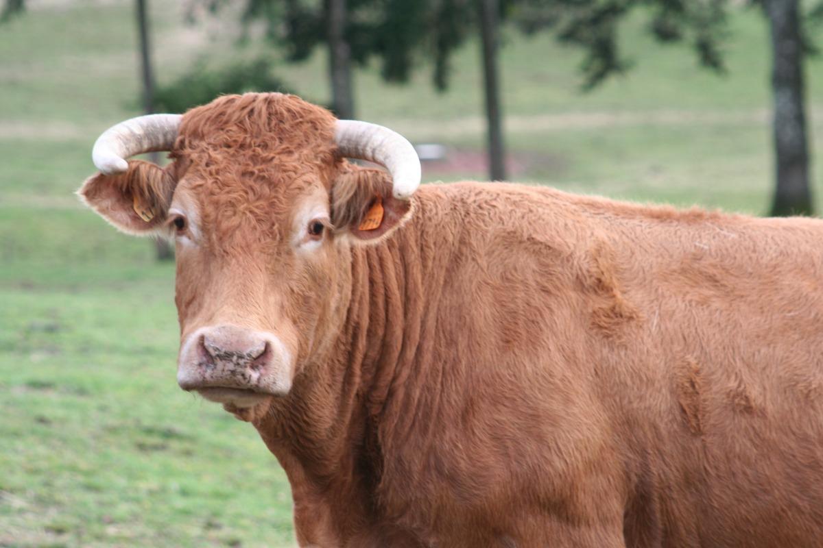 RACES DE VACHES FRANÇAISES - PHOTOS et caractéristiques