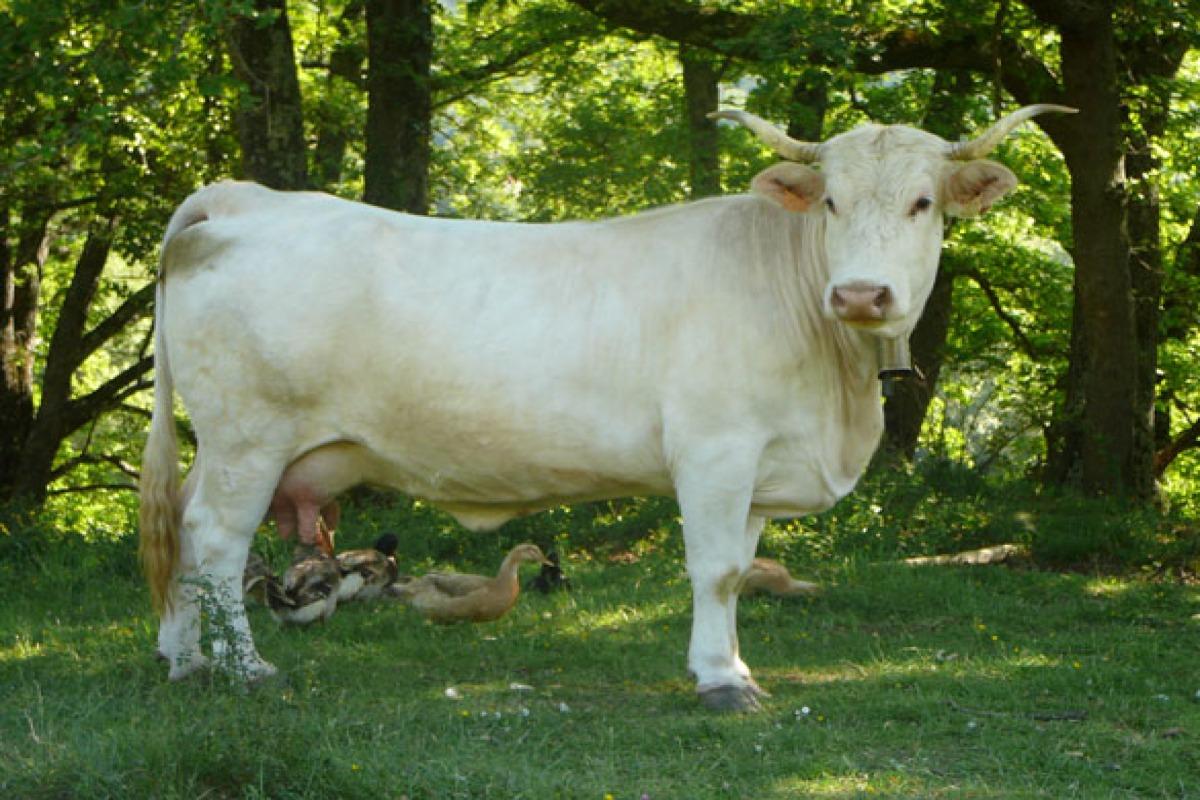 RACES DE VACHES FRANÇAISES - PHOTOS et caractéristiques