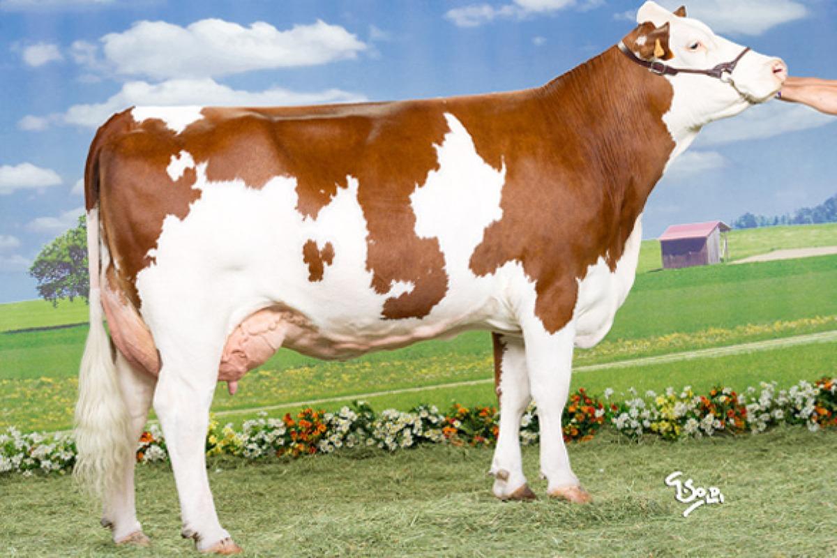 RACES DE VACHES FRANÇAISES - PHOTOS et caractéristiques