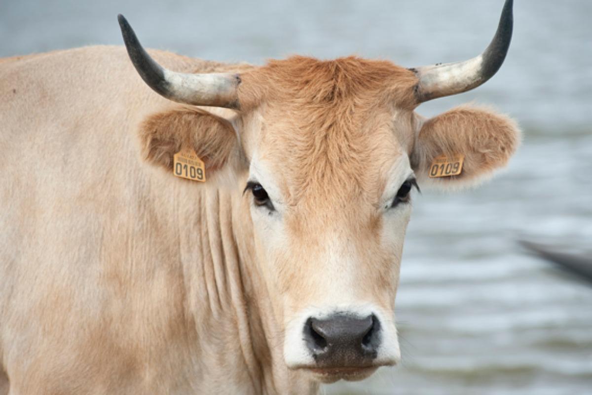 RACES DE VACHES FRANÇAISES - PHOTOS et caractéristiques