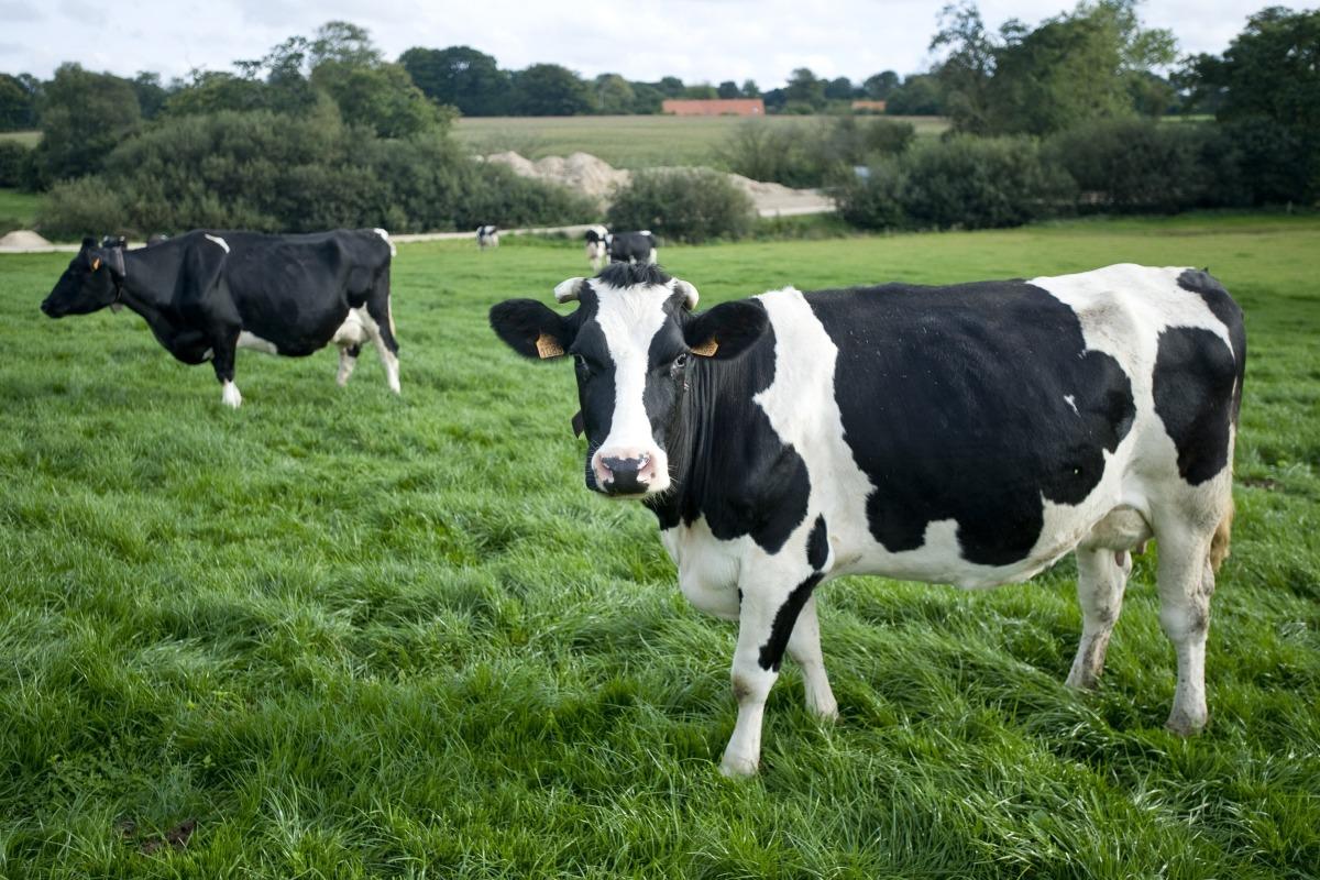 RACES DE VACHES FRANÇAISES - PHOTOS et caractéristiques