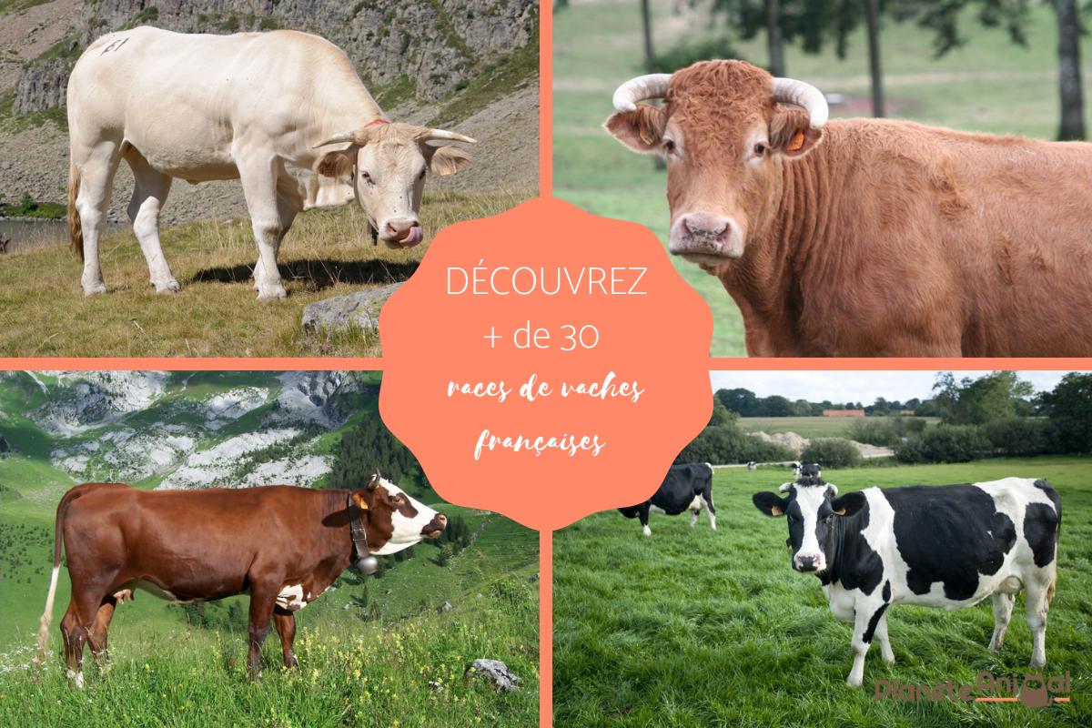 RACES DE VACHES FRANÇAISES - PHOTOS et caractéristiques