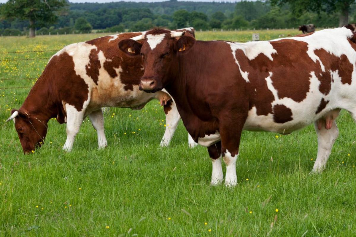 RACES DE VACHES FRANÇAISES - PHOTOS et caractéristiques