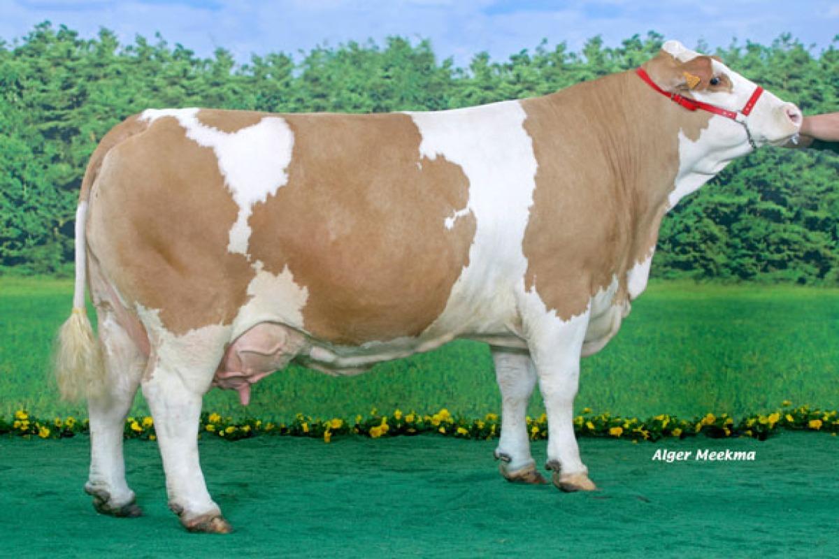 RACES DE VACHES FRANÇAISES - PHOTOS et caractéristiques