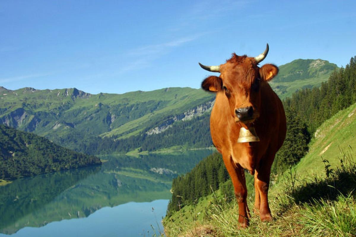 RACES DE VACHES FRANÇAISES - PHOTOS et caractéristiques