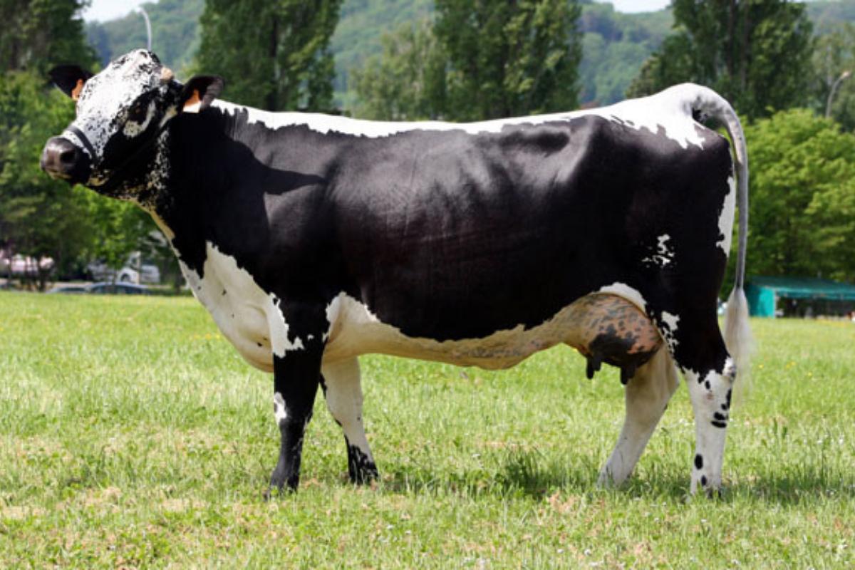 RACES DE VACHES FRANÇAISES - PHOTOS et caractéristiques