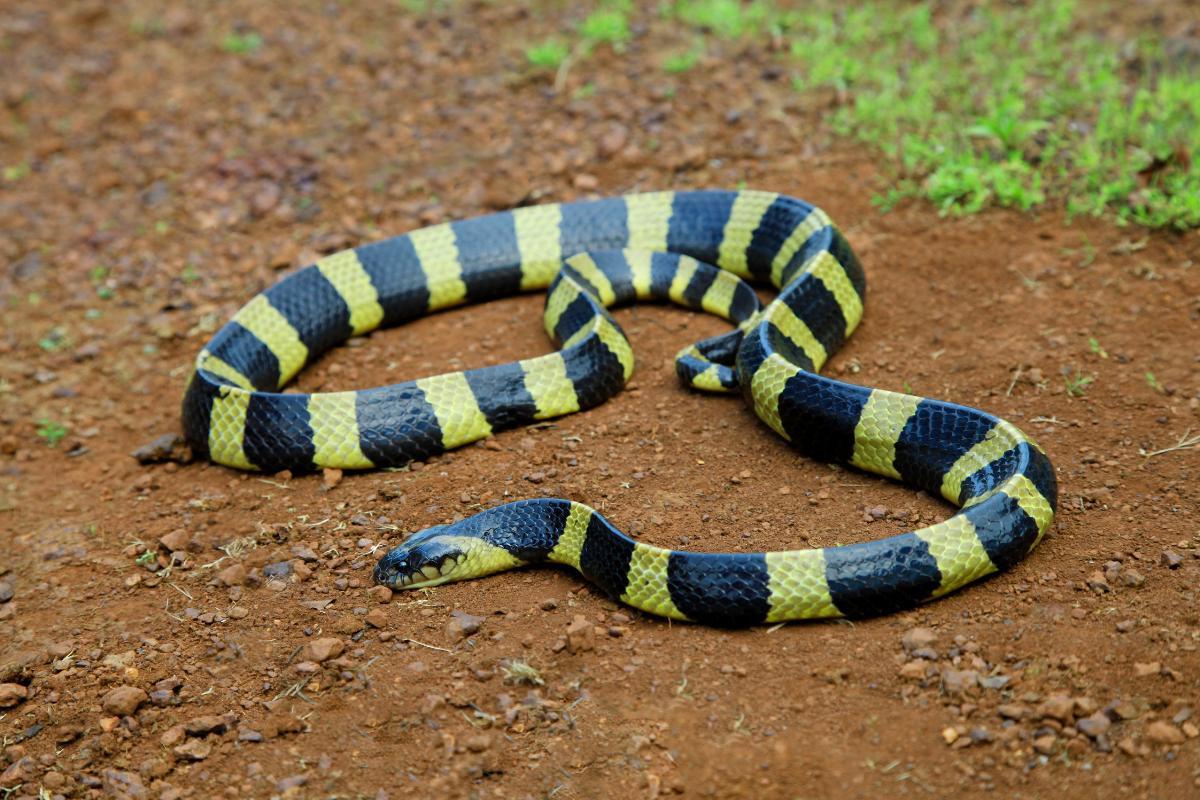 +10 SERPENTS de THAÏLANDE venimeux et non venimeux (avec PHOTOS)