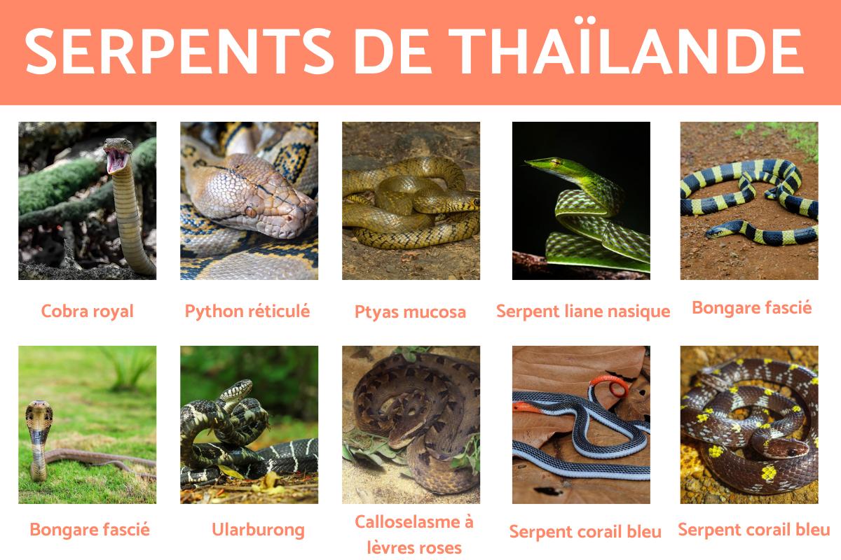 +10 SERPENTS de THAÏLANDE venimeux et non venimeux (avec PHOTOS)