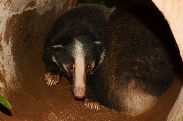 15 ESPÈCES de BLAIREAUX - Caractéristiques, habitats et PHOTOS