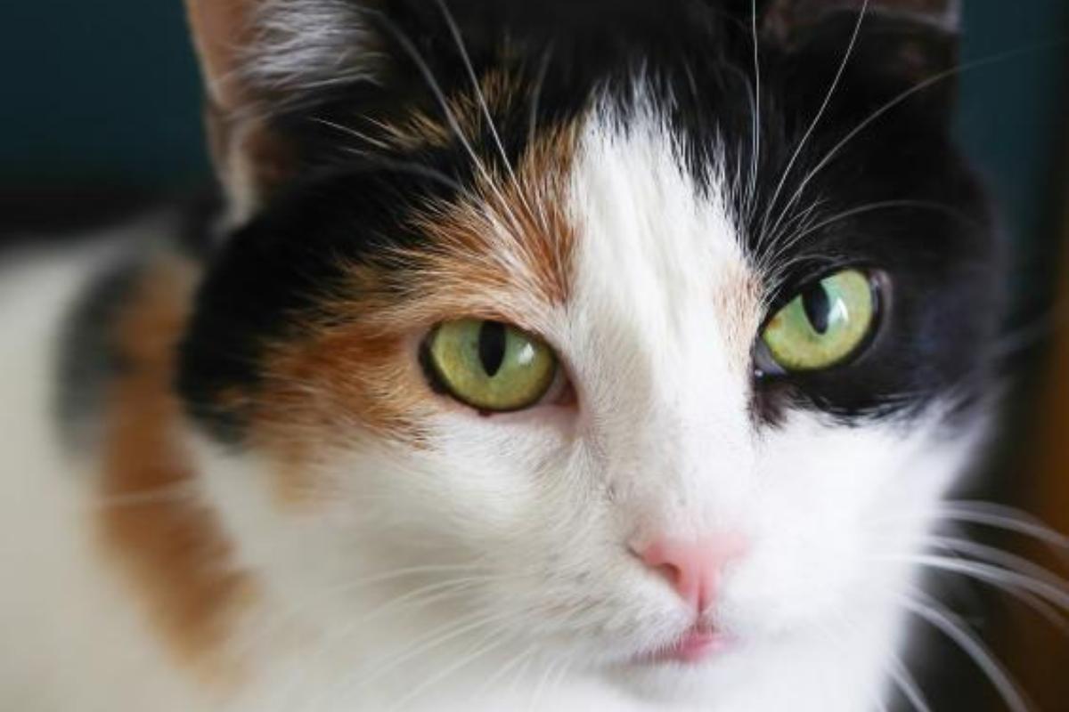 Pourquoi les CHATS TRICOLORES sont toujours des FEMELLES