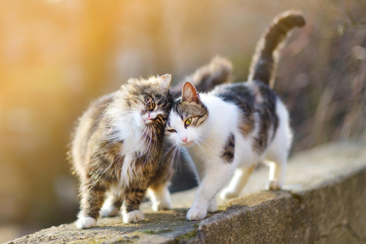 Comment faire cohabiter deux chats qui ne se connaissent pas