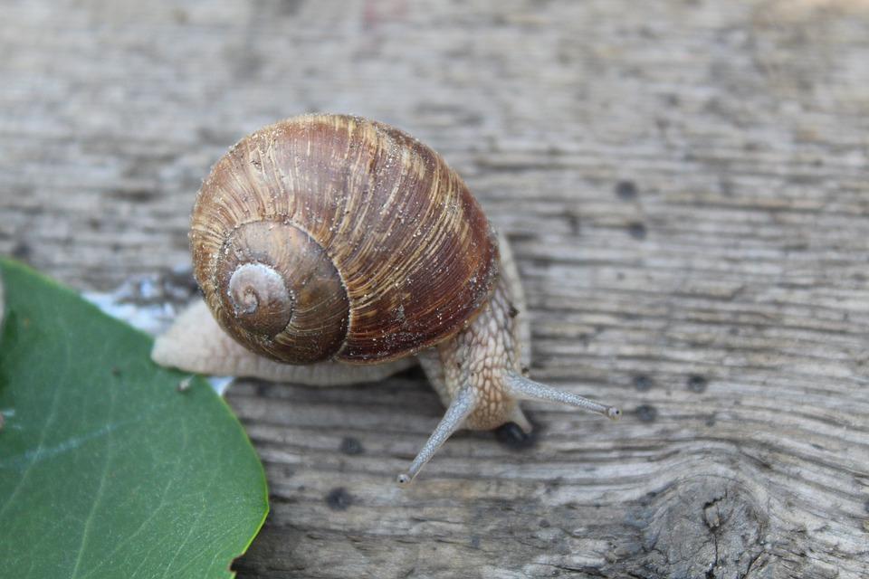 TOP 30 d'animaux à CARAPACES avec PHOTOS