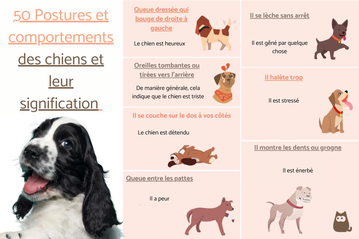 +50 Postures et comportements des chiens et leur signification