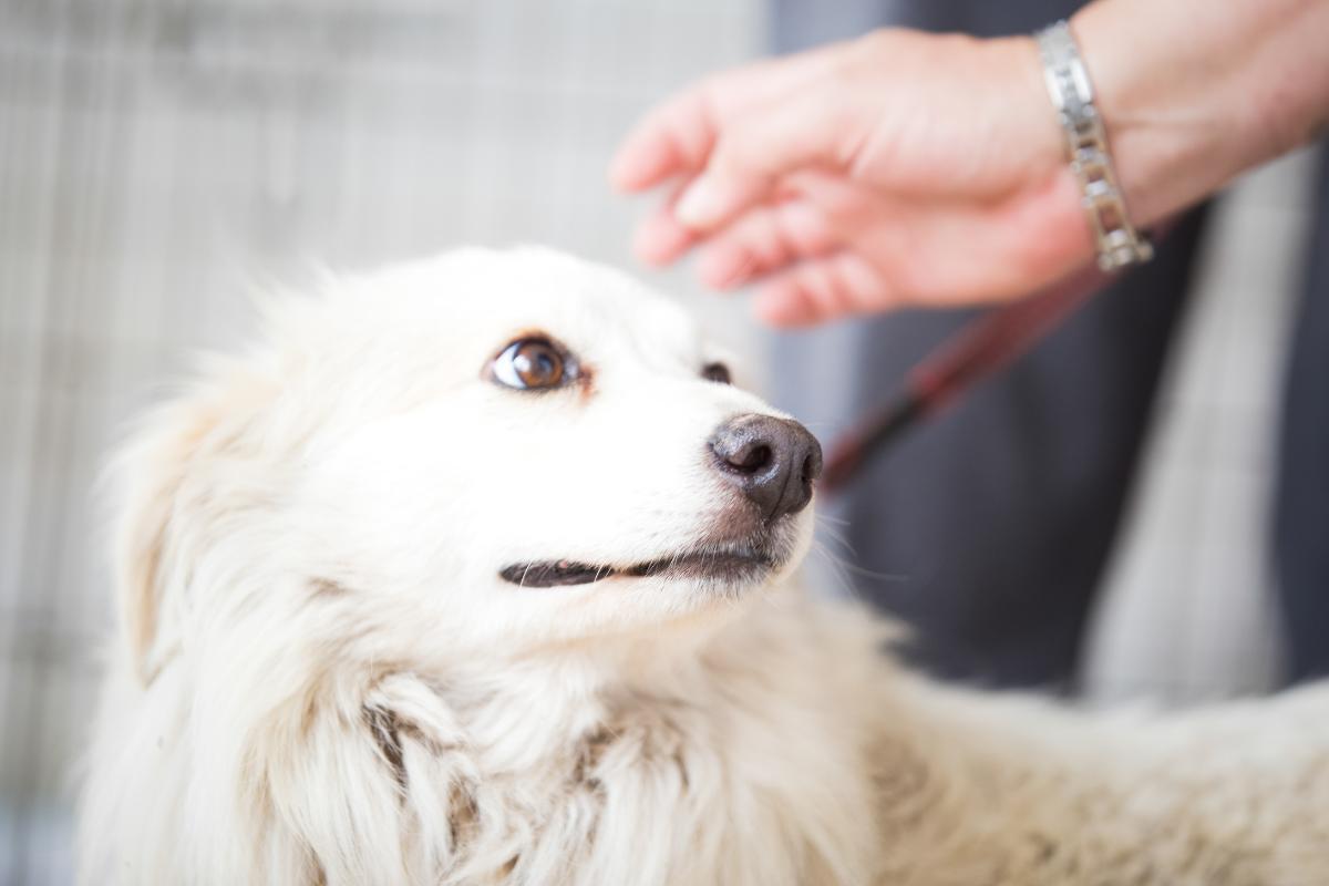 +50 Postures et comportements des chiens et leur signification