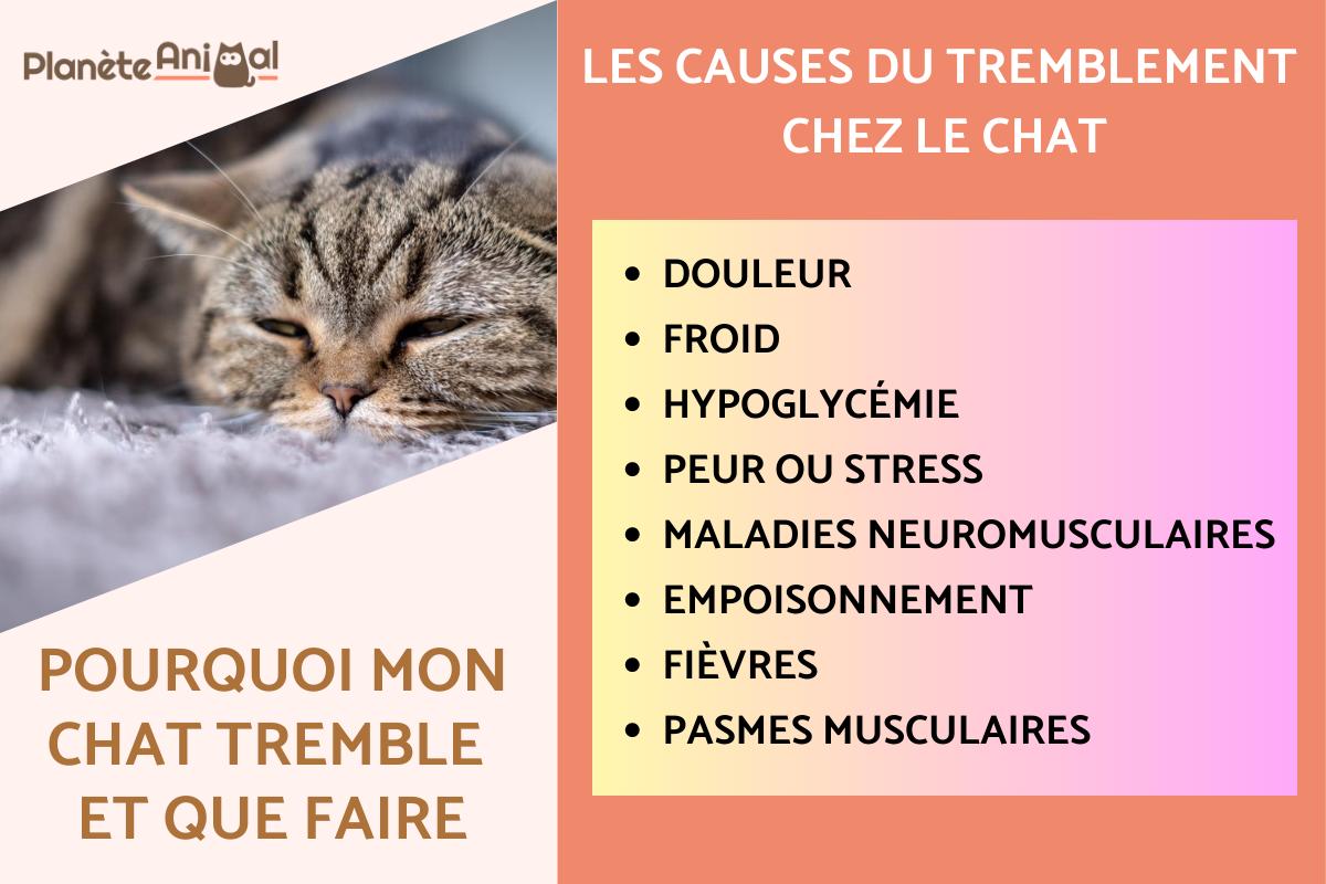 POURQUOI MON CHAT TREMBLE ET QUE FAIRE