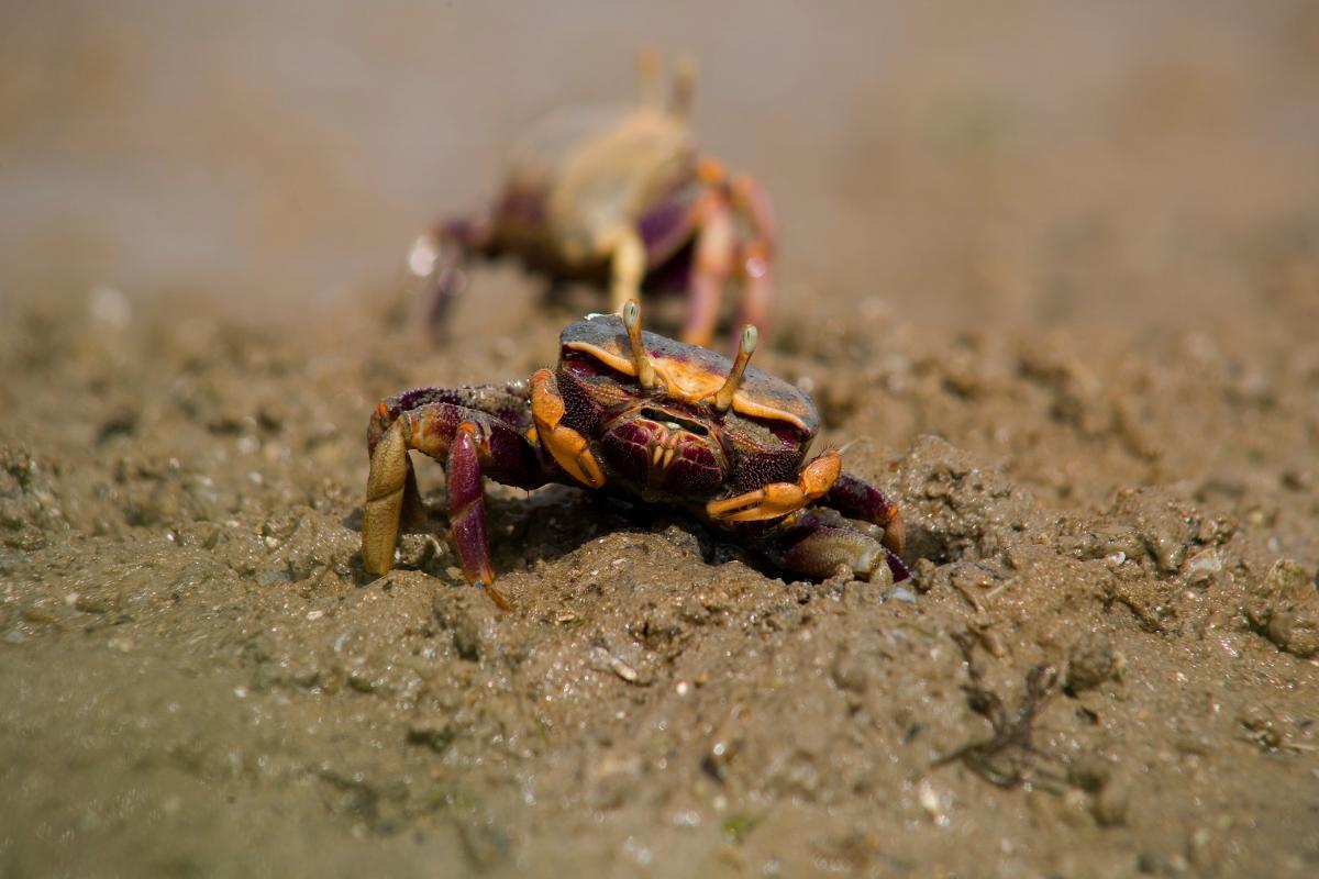 CRUSTACÉS - EXEMPLES, CARACTÉRISTIQUES, HABITAT, ALIMENTATION