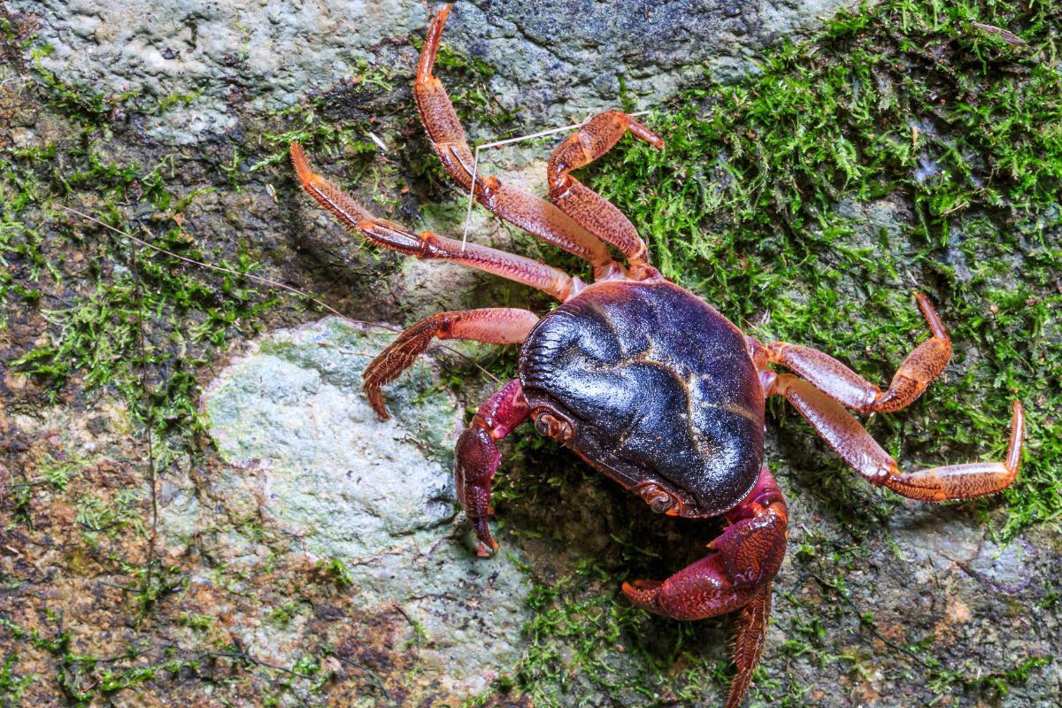 CRUSTACÉS - EXEMPLES, CARACTÉRISTIQUES, HABITAT, ALIMENTATION