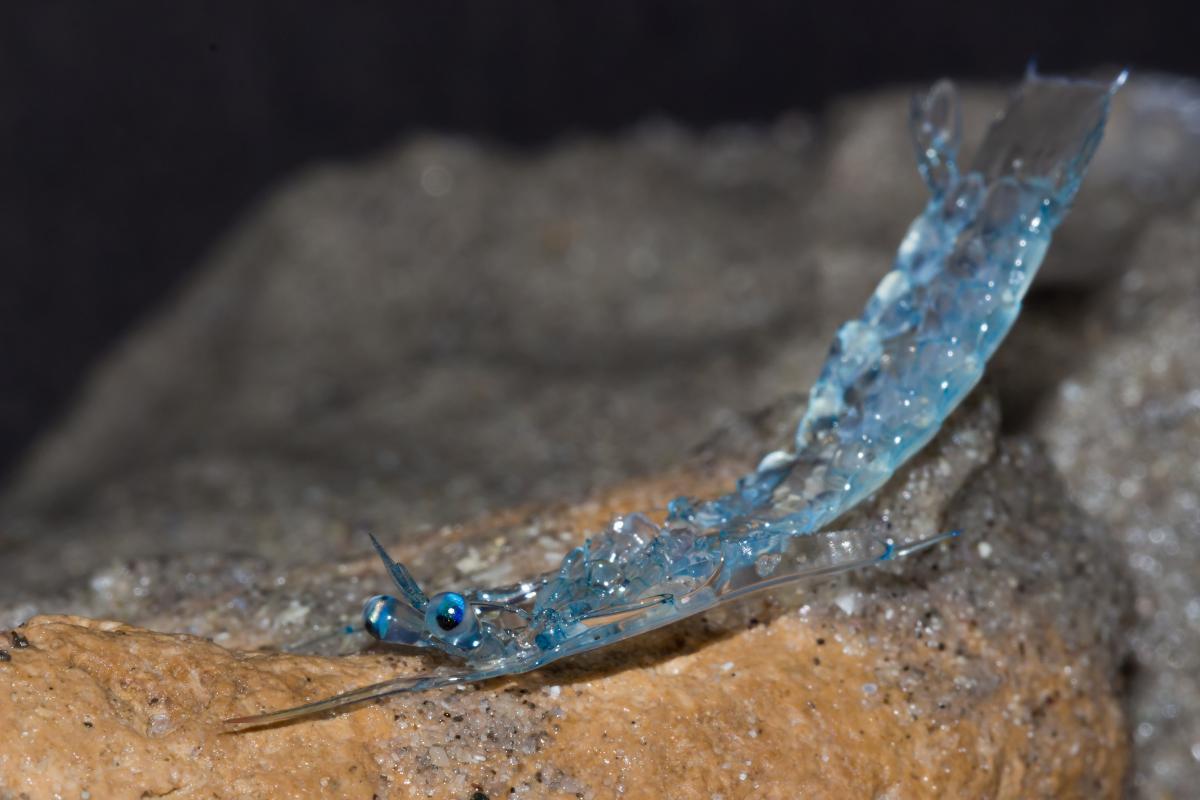 CRUSTACÉS - EXEMPLES, CARACTÉRISTIQUES, HABITAT, ALIMENTATION