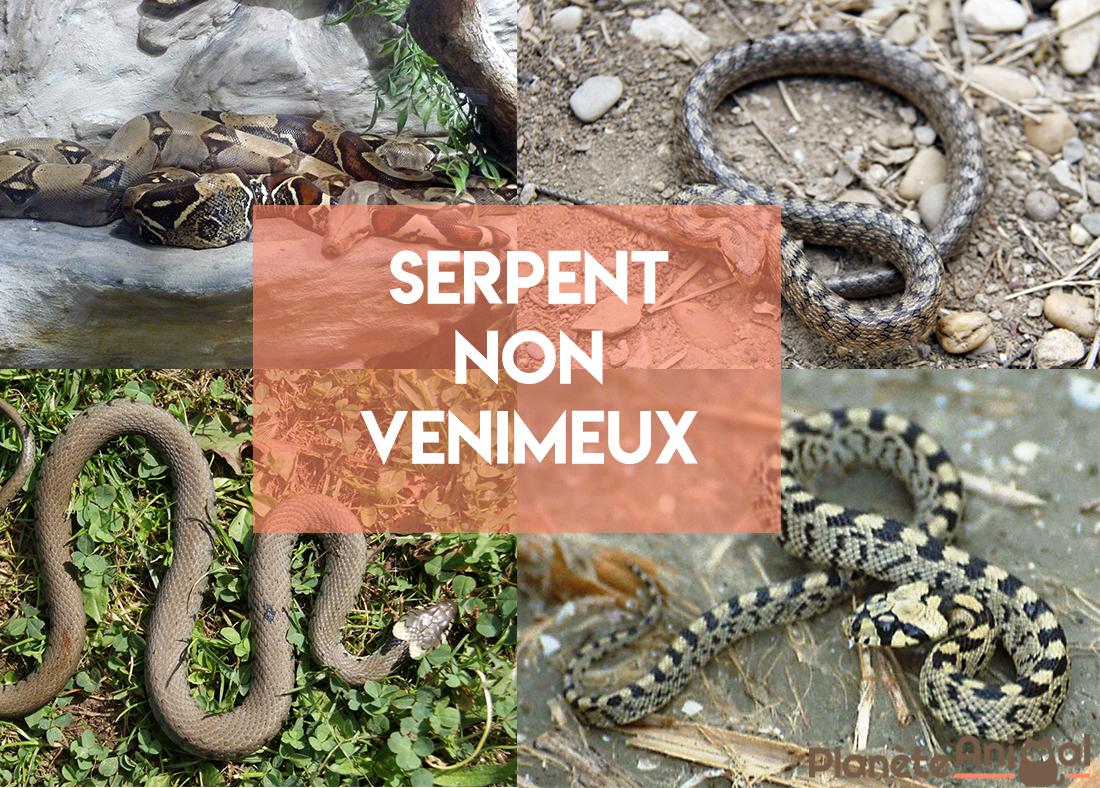 Types de serpents NON VENIMEUX - Noms, Caractéristiques, Photos
