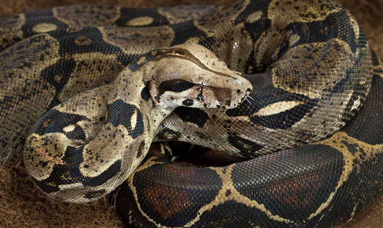 Types de serpents NON VENIMEUX - Noms, Caractéristiques, Photos
