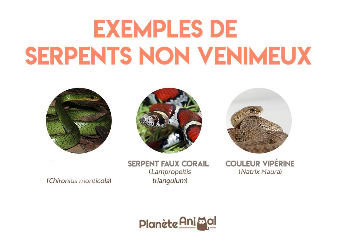 Types de serpents NON VENIMEUX - Noms, Caractéristiques, Photos