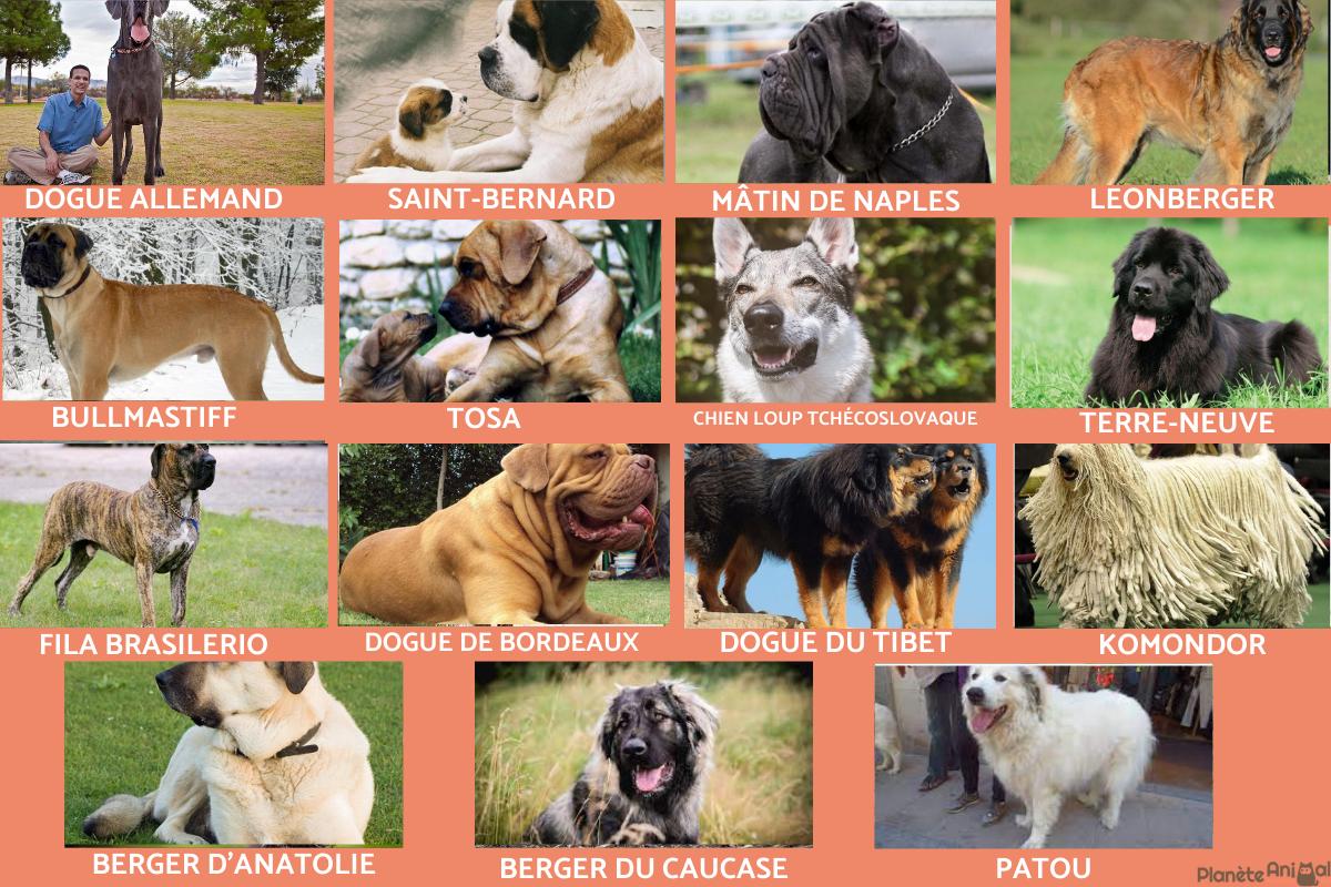 Le Plus Grand Chien Du Monde