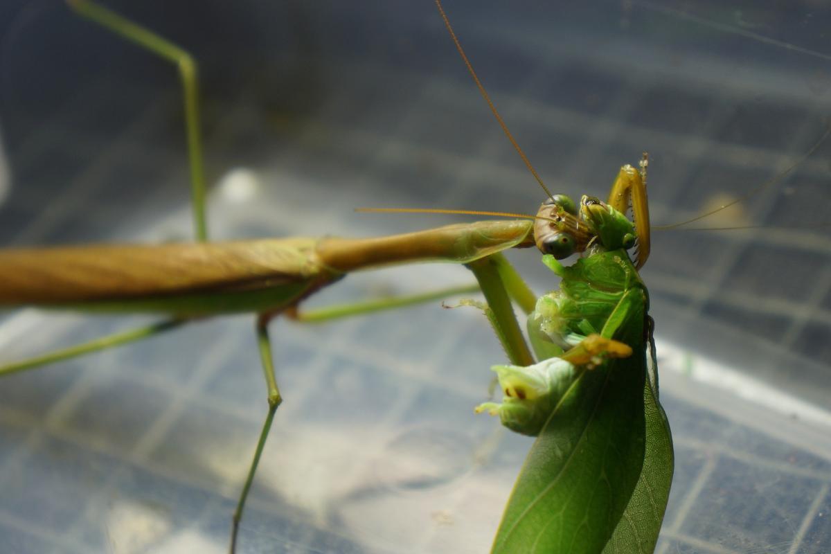 Pourquoi la mante religieuse mange le mâle ? - Accouplement et ...