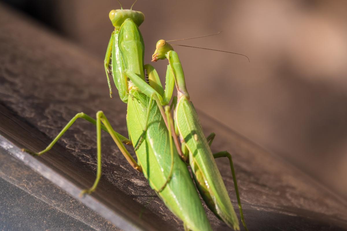 Pourquoi la mante religieuse mange le mâle ? - Accouplement et ...