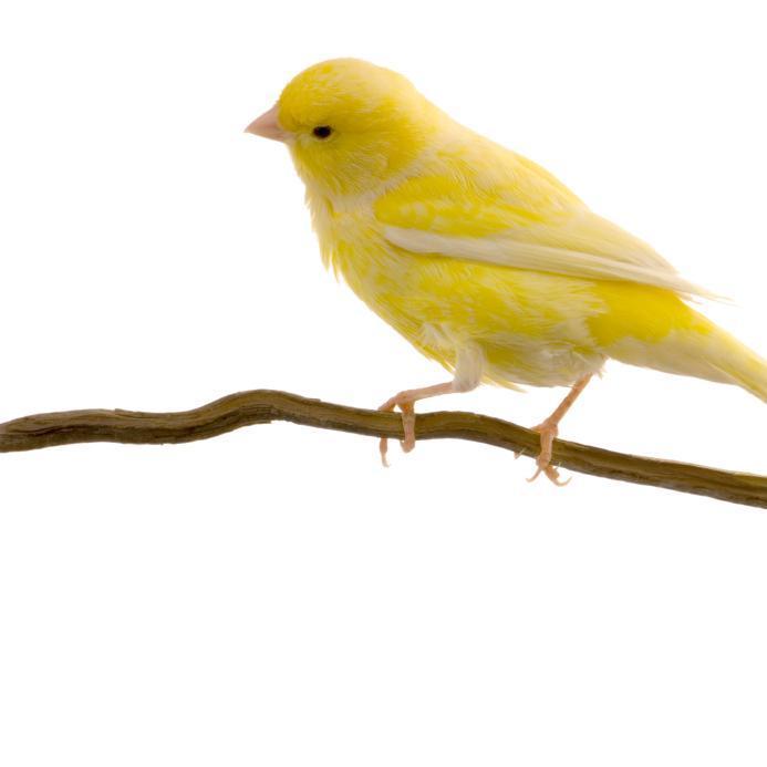 Apprendre à chanter à un jeune canari - Conseil sur les canaris