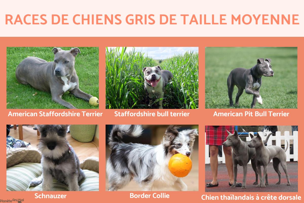 Races de CHIENS GRIS - Grands, Moyens et Petits (Avec Photos)