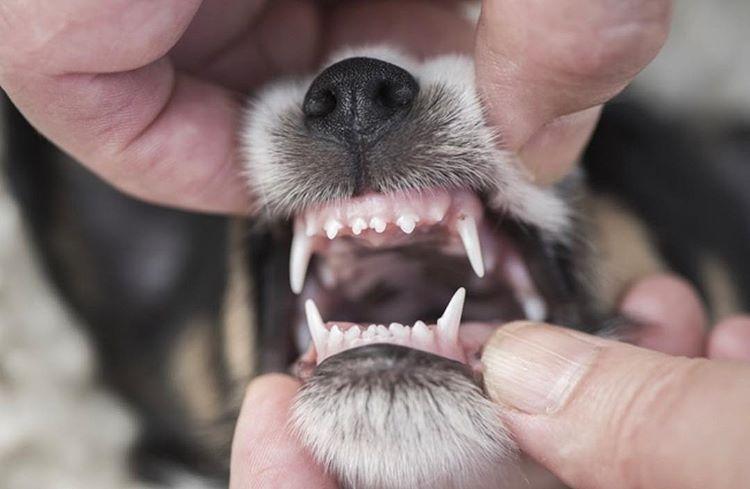 La dentition du chien - Tout savoir sur les dents du chien