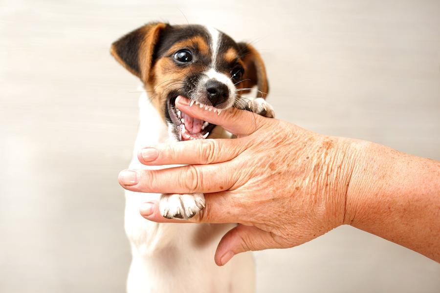 La dentition du chien - Tout savoir sur les dents du chien