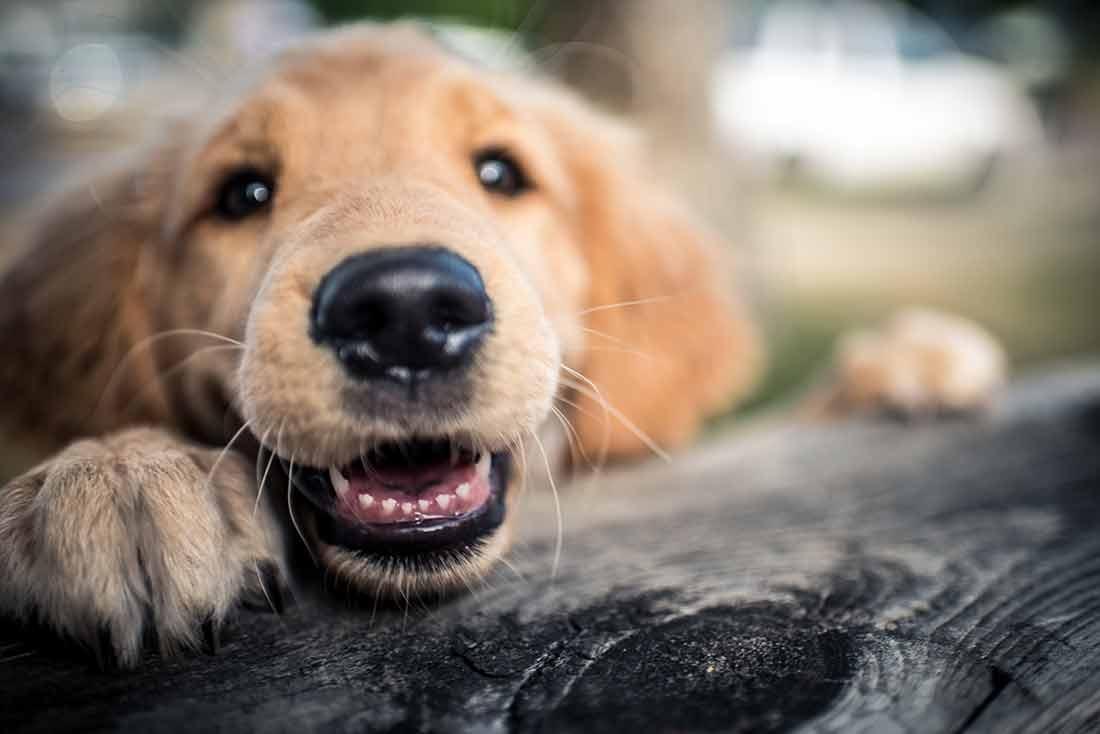 La dentition du chien - Tout savoir sur les dents du chien